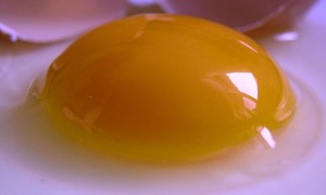 Жолчката од јајцето – штетна за артериите | BabinLEK