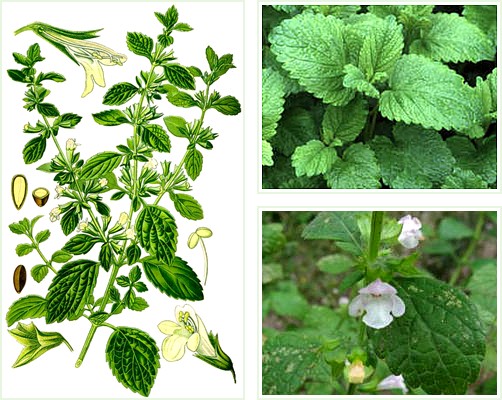 Сируп од маточина – јакне крв, против надуеност, гадење…. | BabinLEK