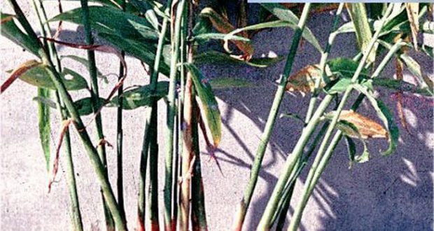 Ѓумбирот 10 илјада пати посилен од хемотерапијата | BabinLEK